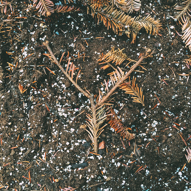 Young Adults 청년부 — FGSF 예수인교회